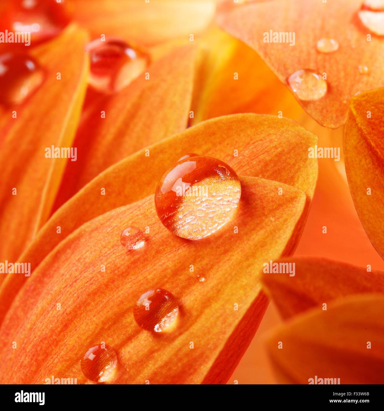 Raindrop on petals hi-res stock photography and images - Alamy