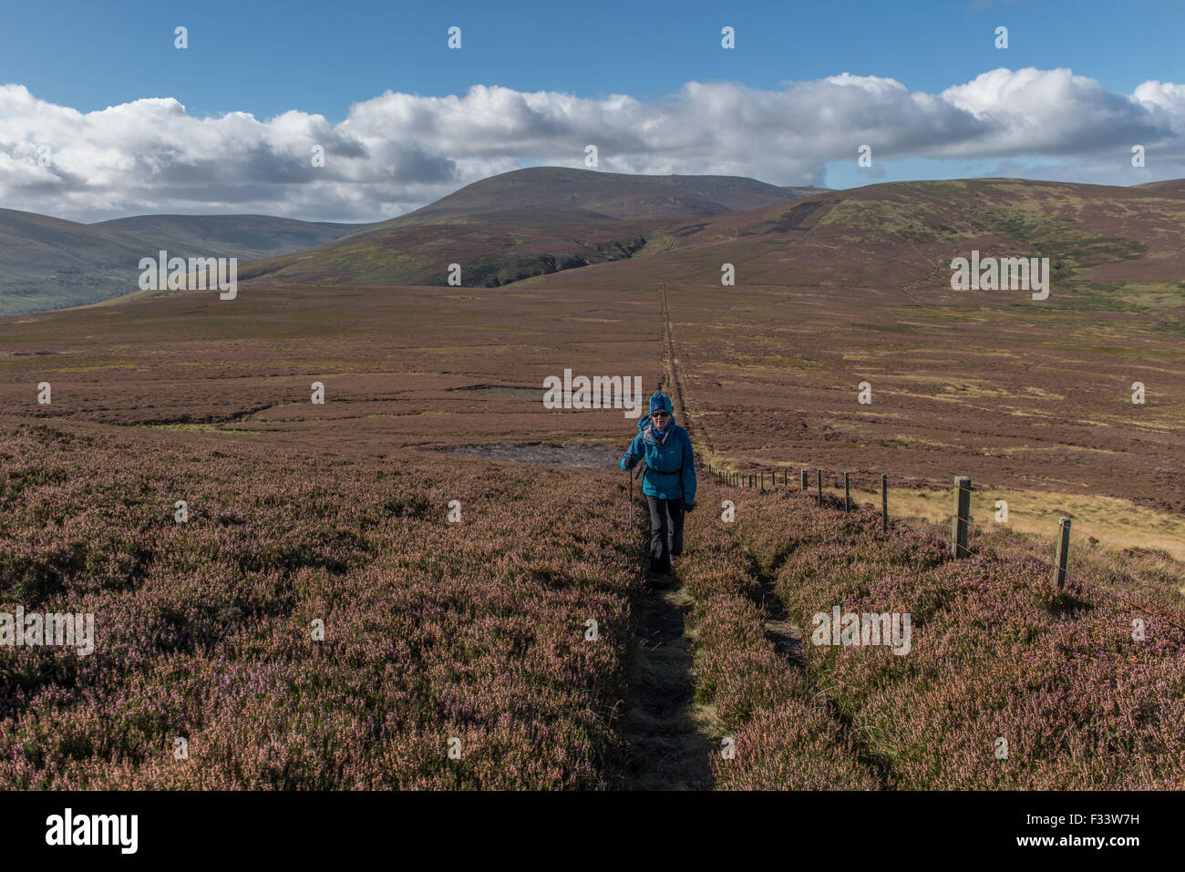 Hill cheviot hi-res stock photography and images - Alamy