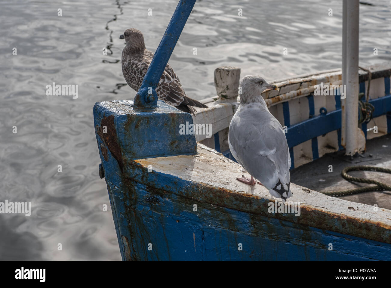 Herring gulls on fish hi-res stock photography and images - Alamy