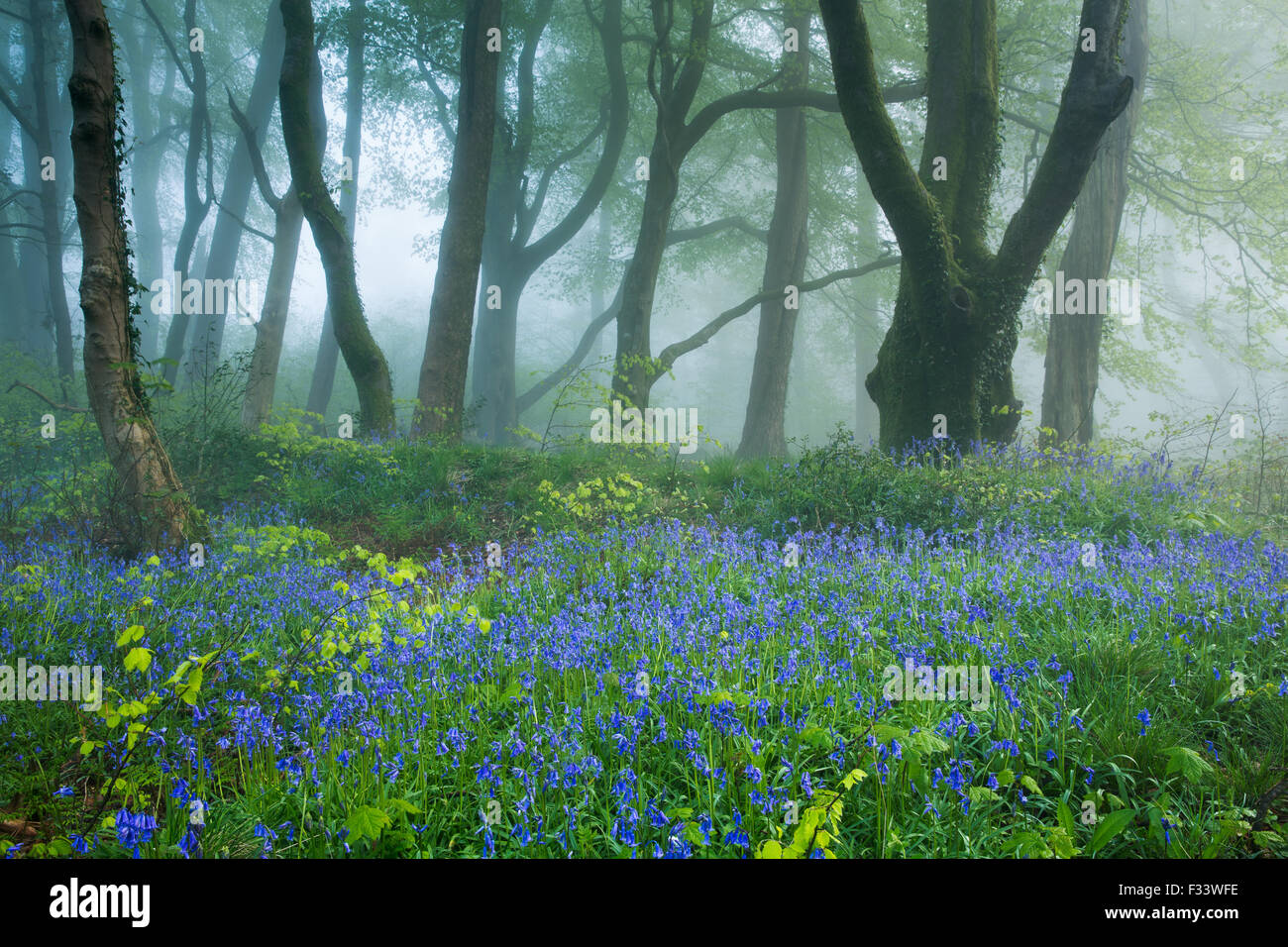 bluebells in the misty woods near Minterne Magna at dawn, Dorset ...