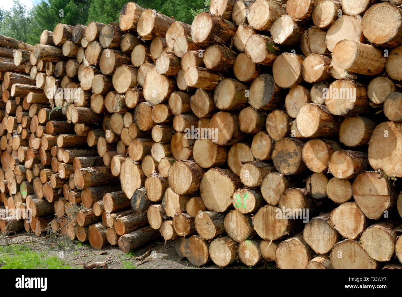 Stacked Pine logs Stock Photo - Alamy
