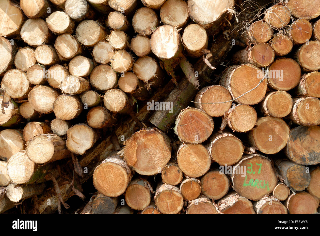 Stacked Pine logs Stock Photo - Alamy