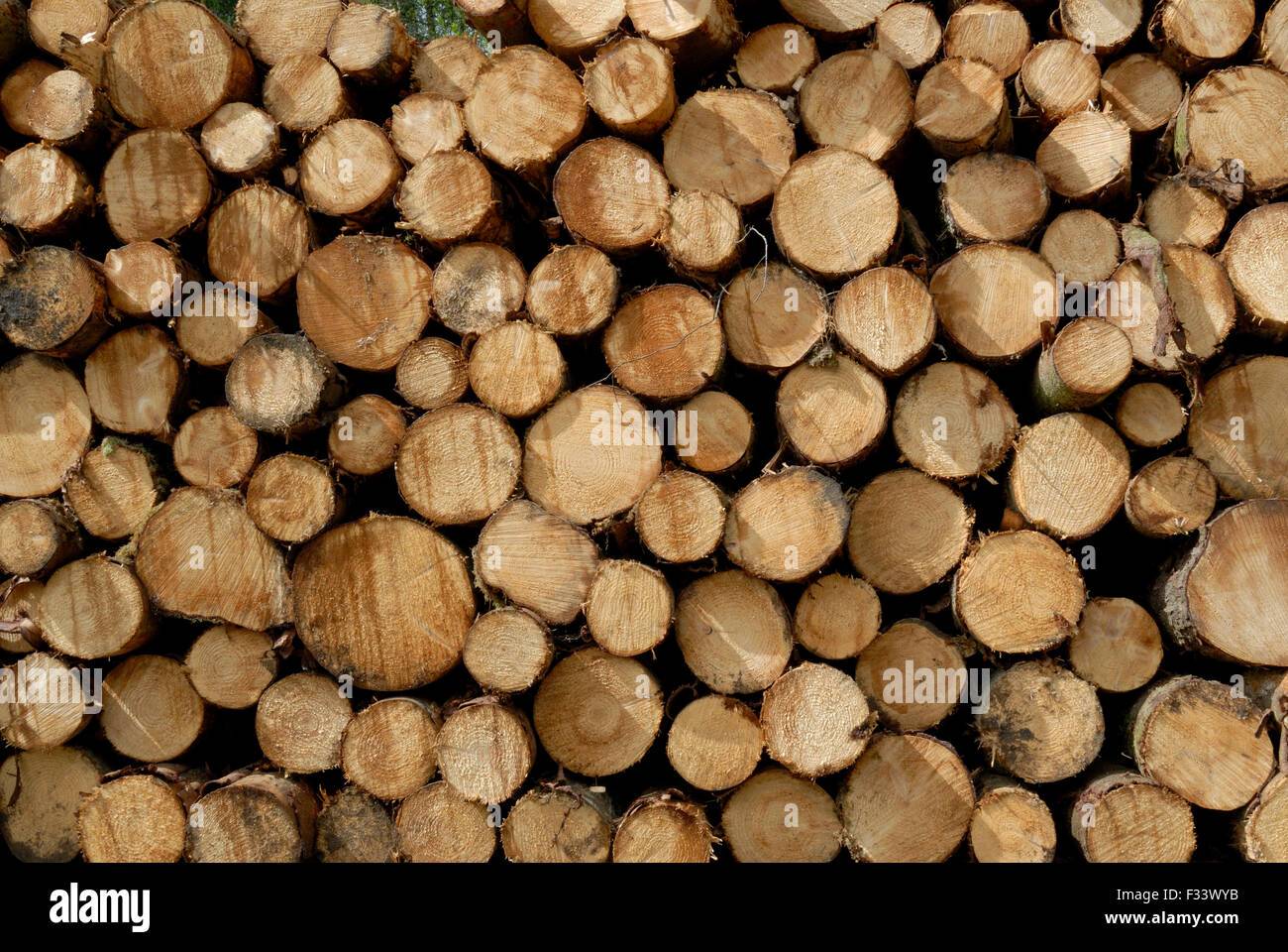 Pine wood backdrop hi-res stock photography and images - Alamy