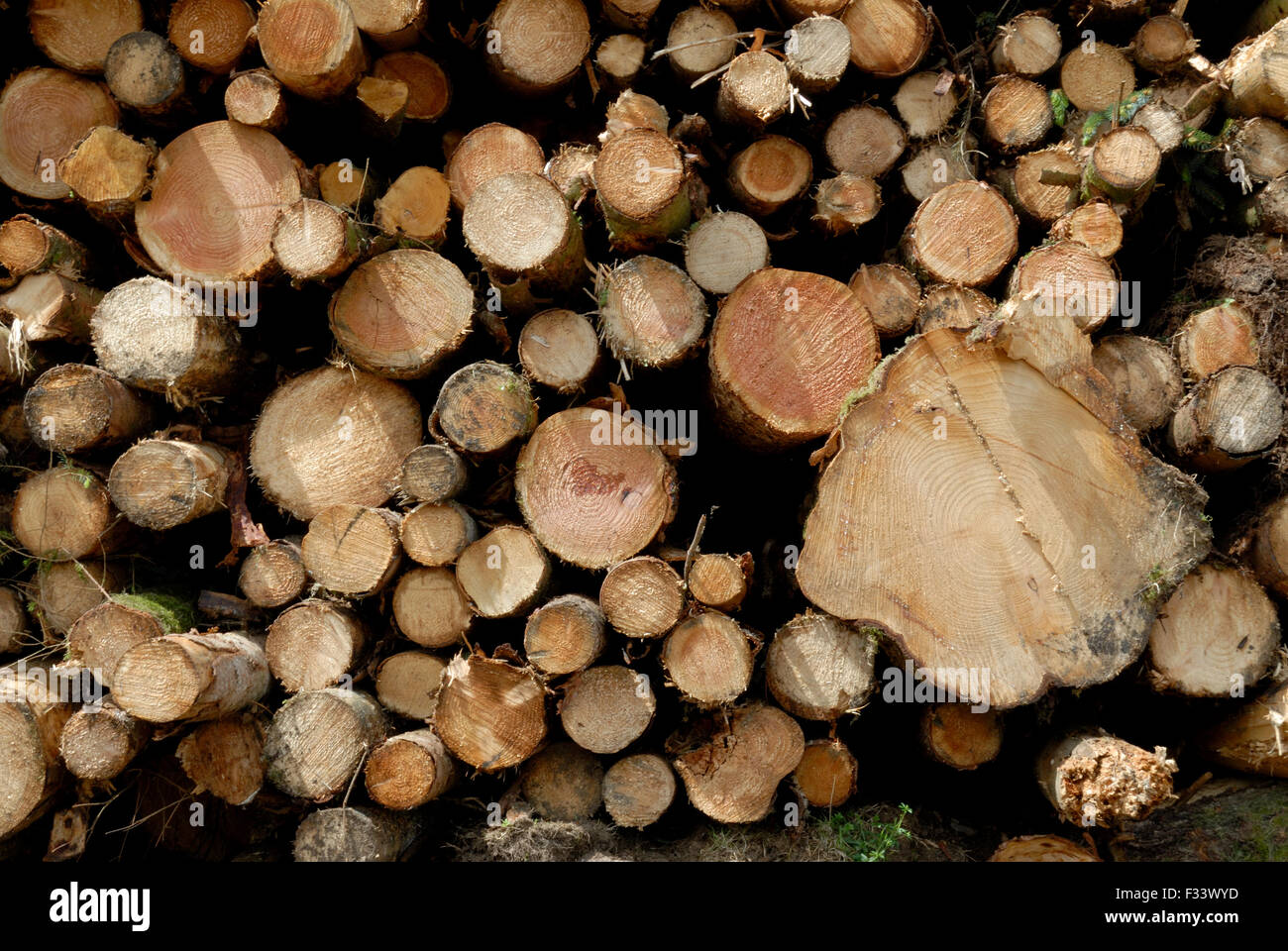 Stacked Pine logs Stock Photo - Alamy