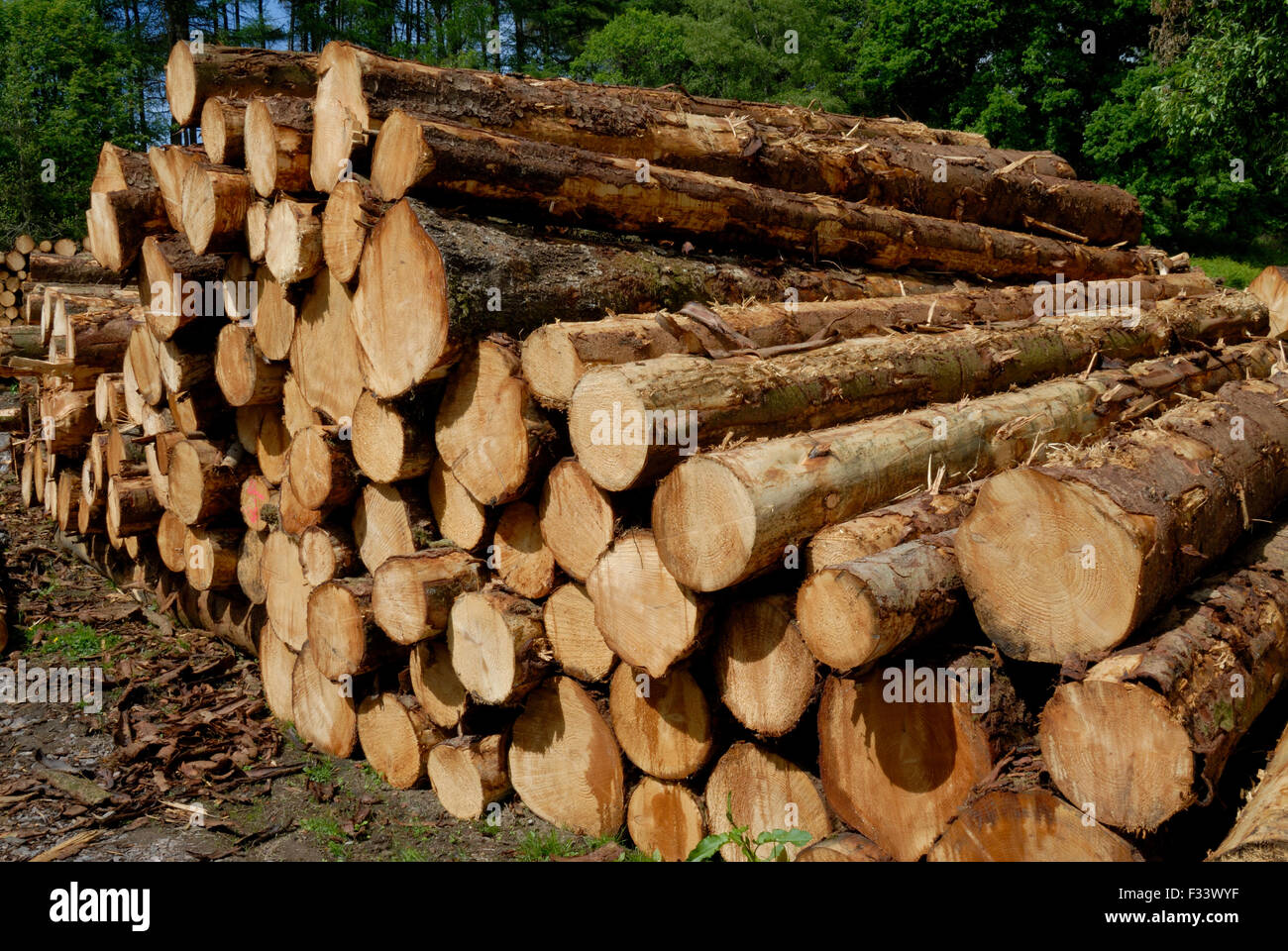 Stacked Pine logs Stock Photo - Alamy