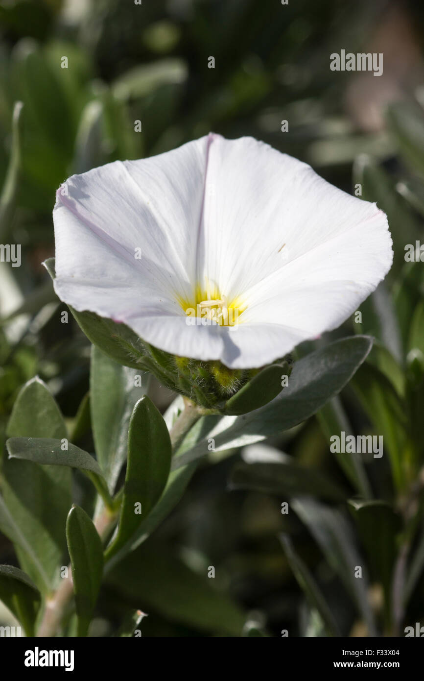 White flower of the compact, silver leaved shrub, Convolvulus cneorum ...
