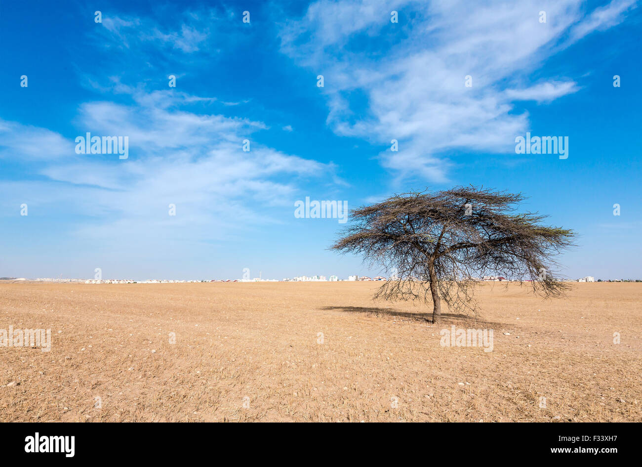 green tree growing on a hill in the desert Stock Photo - Alamy