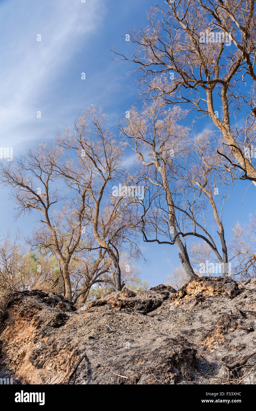 summer landscape, land with trees after fire Stock Photo - Alamy