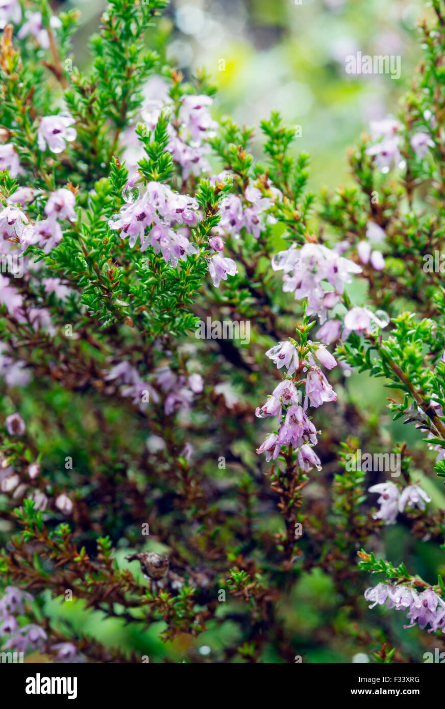 Heather plants calluna vulgaris hi-res stock photography and images - Alamy