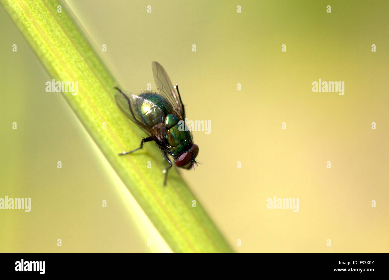 A fly perches on a green branch in Trujillo, Extremadura, Spain Stock ...