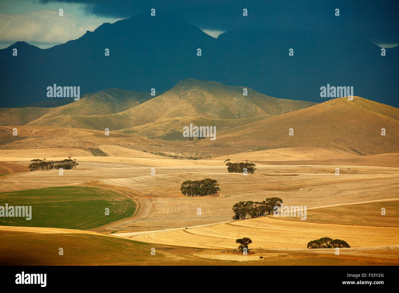 rolling farmland in the Overberg region near Villiersdorp, Western Cap ...