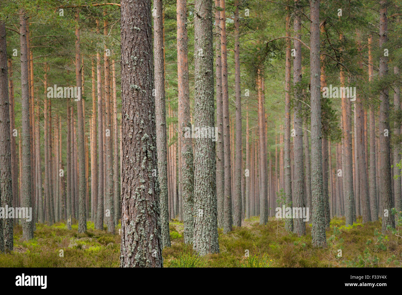 pine trees on the Balmoral Estate, Deeside, Aberdeenshire, Scotland, UK ...