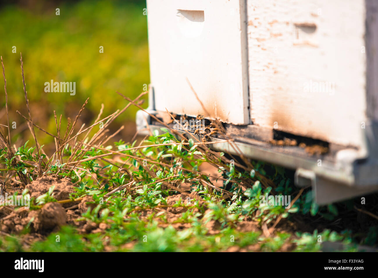 Beehive hive hi-res stock photography and images - Alamy