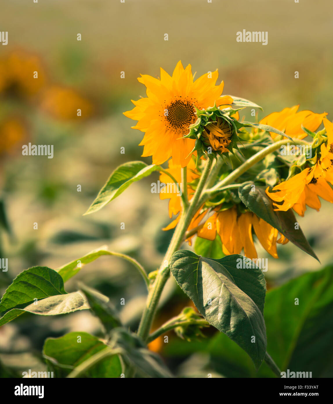 Agricultural landscape growing and blooming of sunflower Stock Photo ...