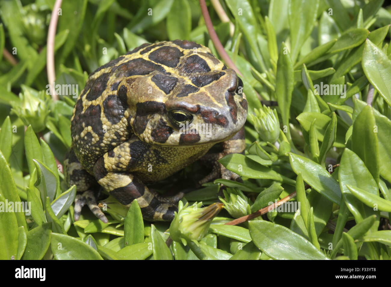 Western Leopard Toad Stock Photo - Alamy