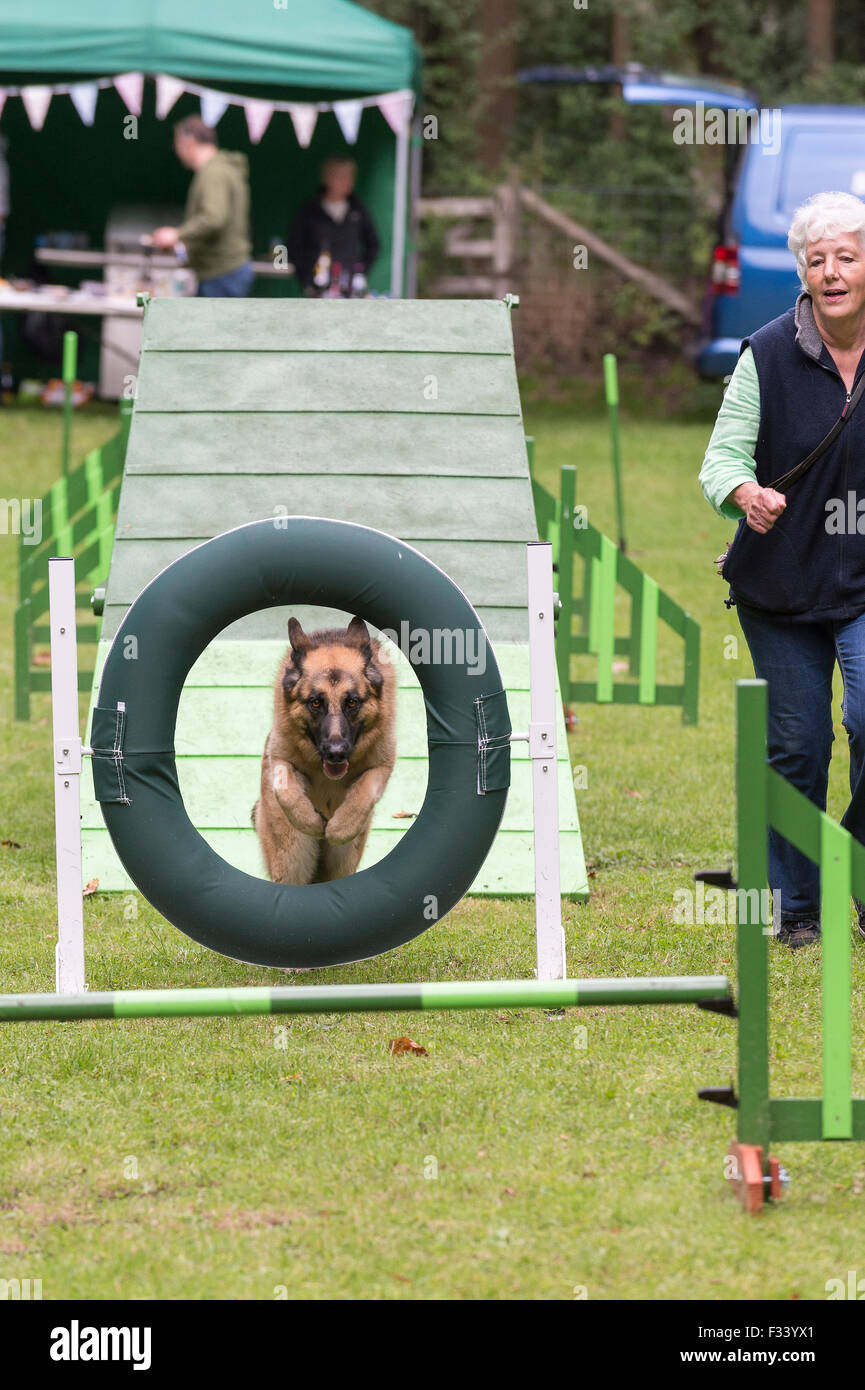 A German Shepherd Dog jumping through a tyre obstacle during agility ...