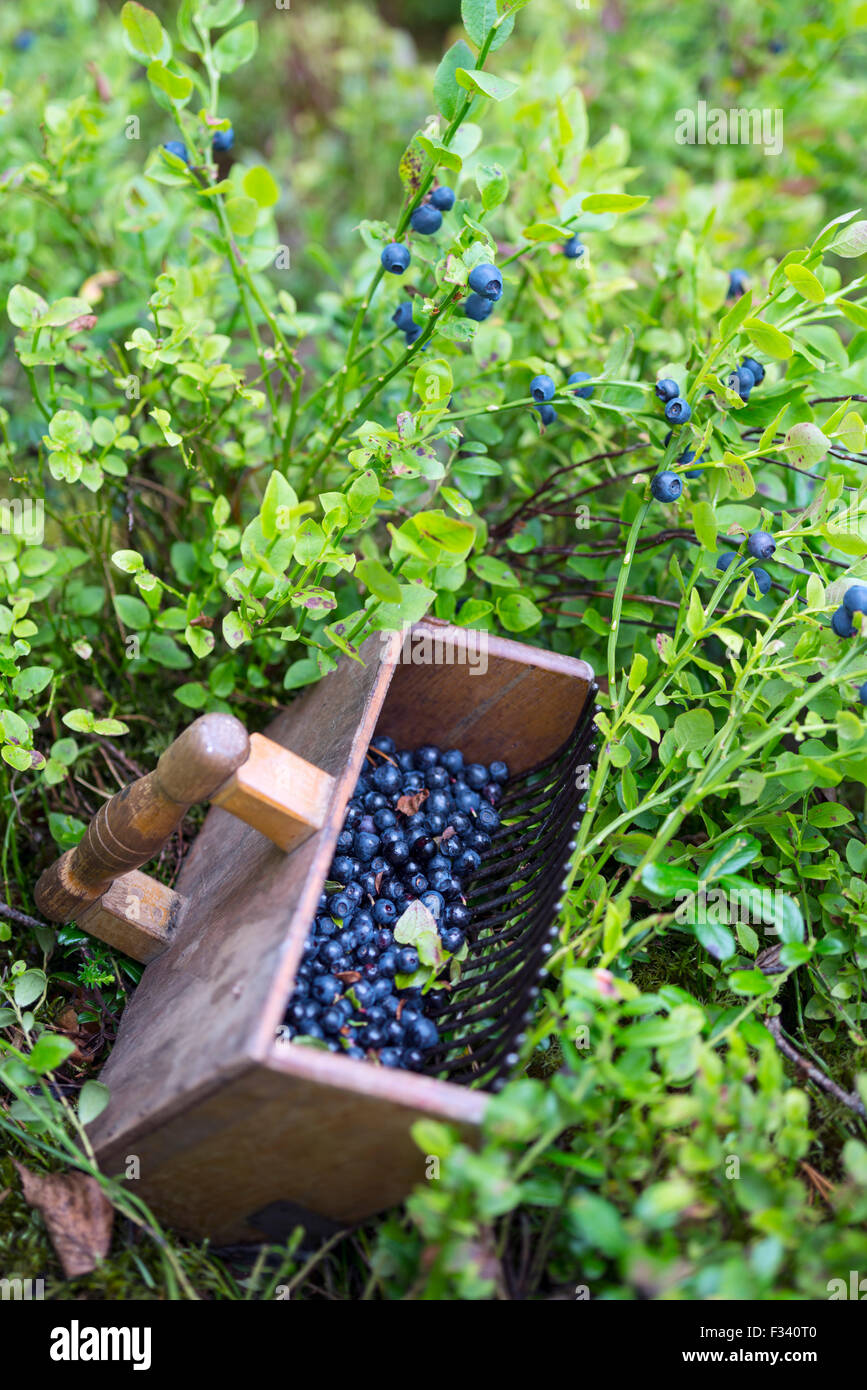 Blueberries picker hi-res stock photography and images - Alamy