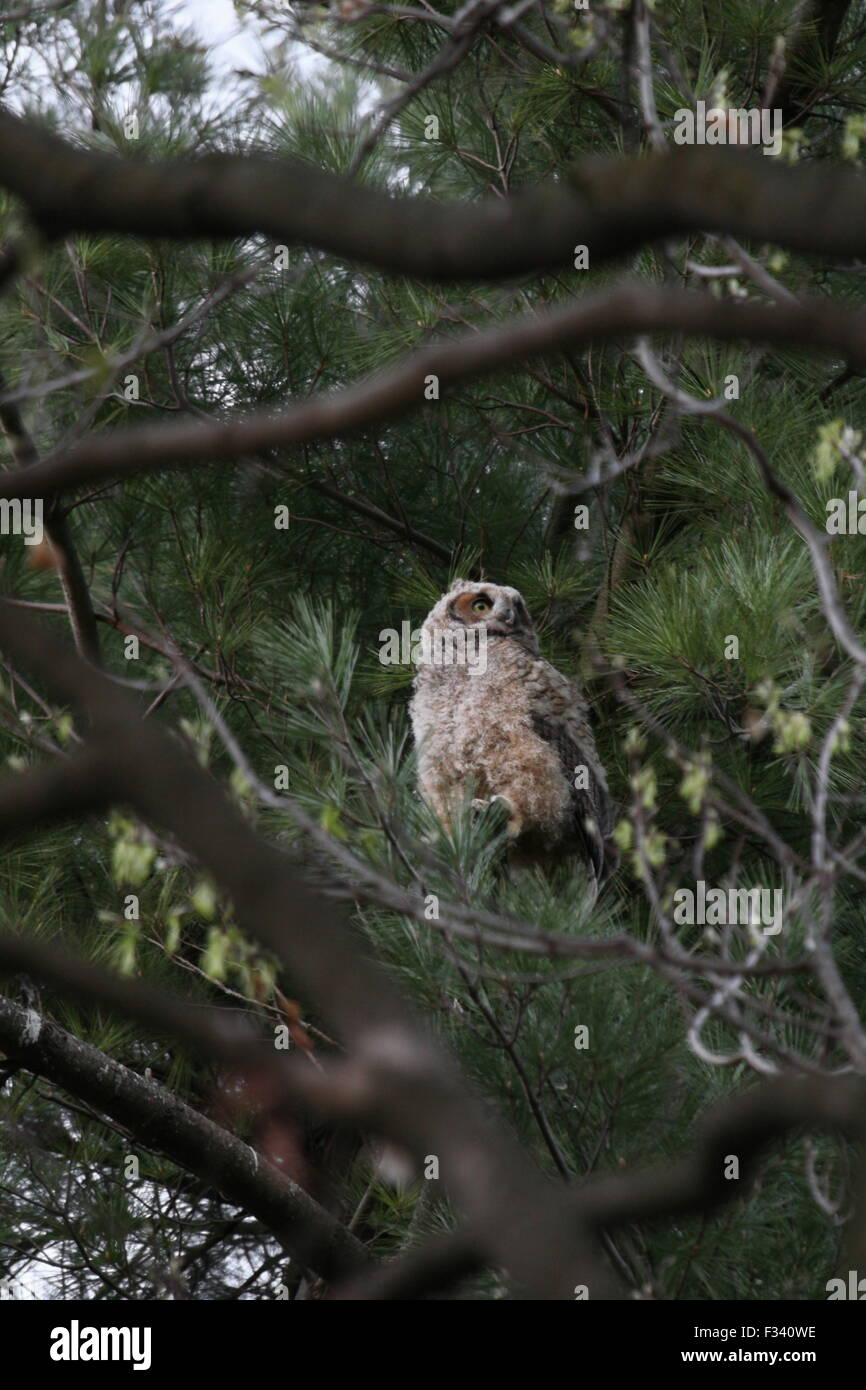 Immature great horned owl high up in a pine tree Stock Photo - Alamy