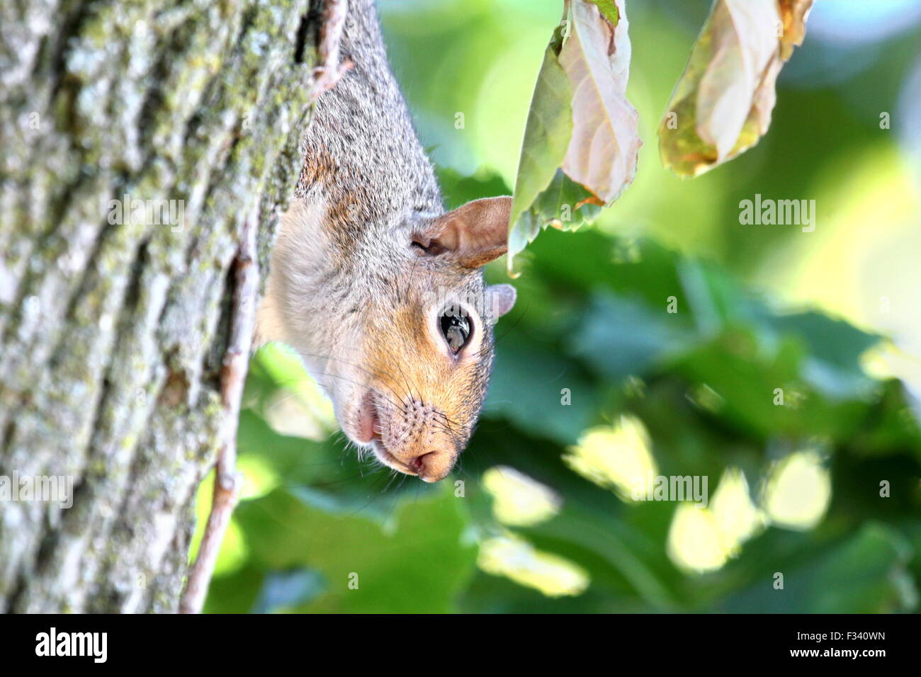 Tree clinging to life hi-res stock photography and images - Alamy