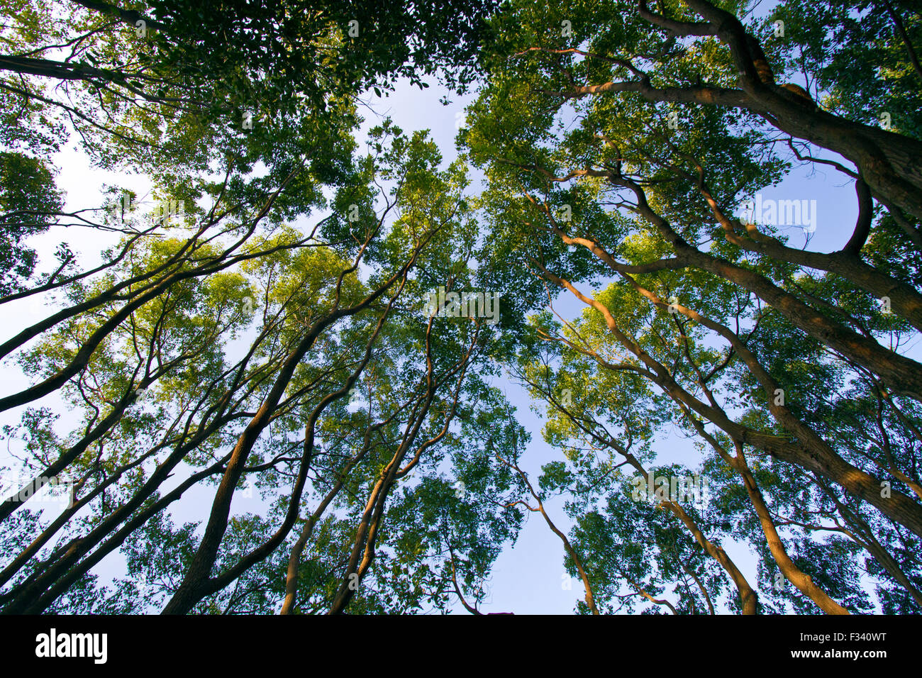 Looking inside a tree hi-res stock photography and images - Alamy