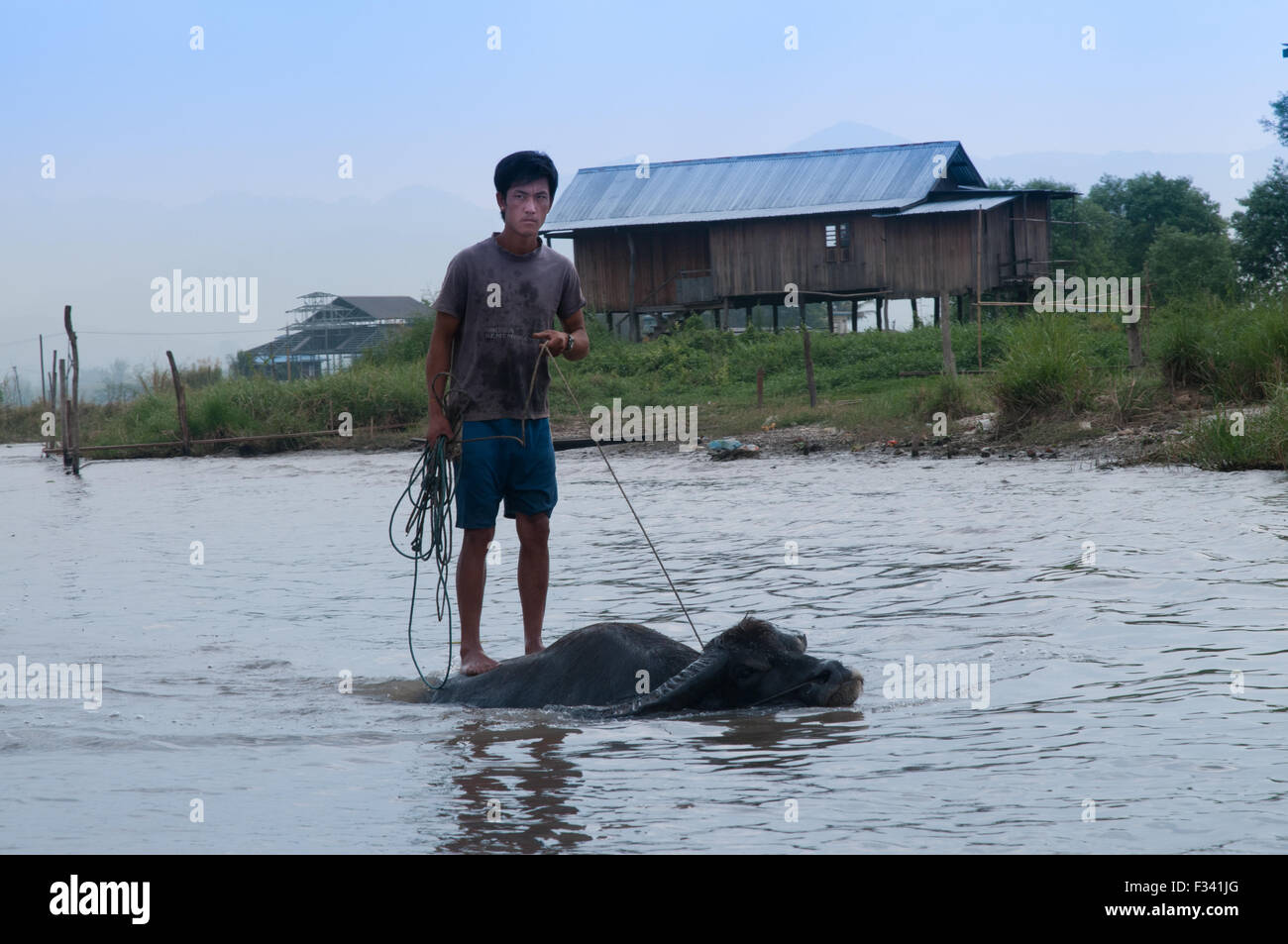 Myanmar Water Buffalo High Resolution Stock Photography and Images - Alamy