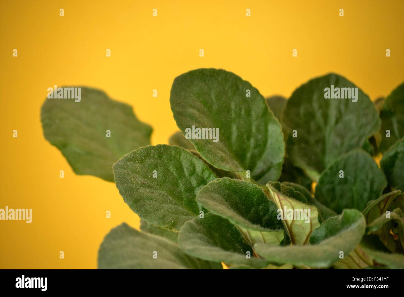 Violet leaf hi-res stock photography and images - Alamy