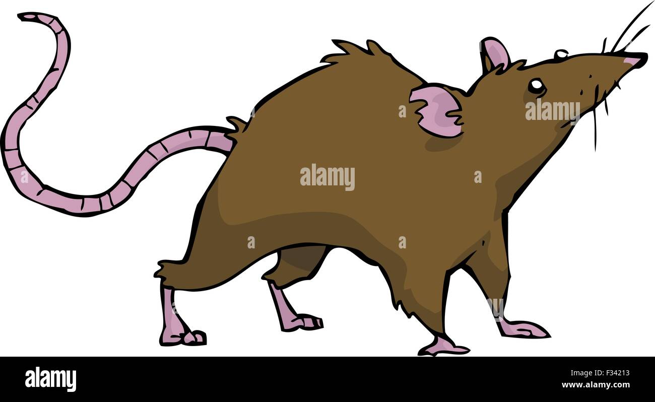 Rat Drawing Stock Vector Images - Alamy