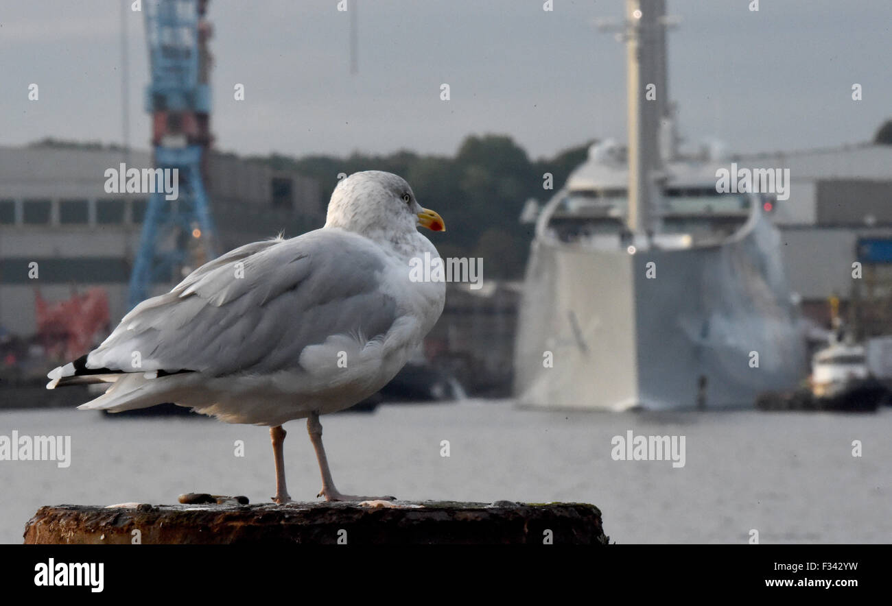 A seagull sits within sight of the sailing yacht 'White Pearl' which ...