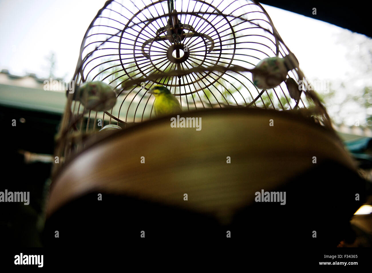 Bird cage on hi-res stock photography and images - Alamy