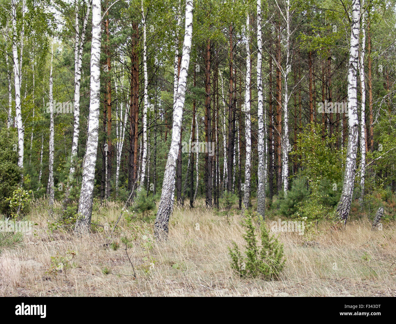 The birch grove, beautiful wild nature landscape Stock Photo - Alamy