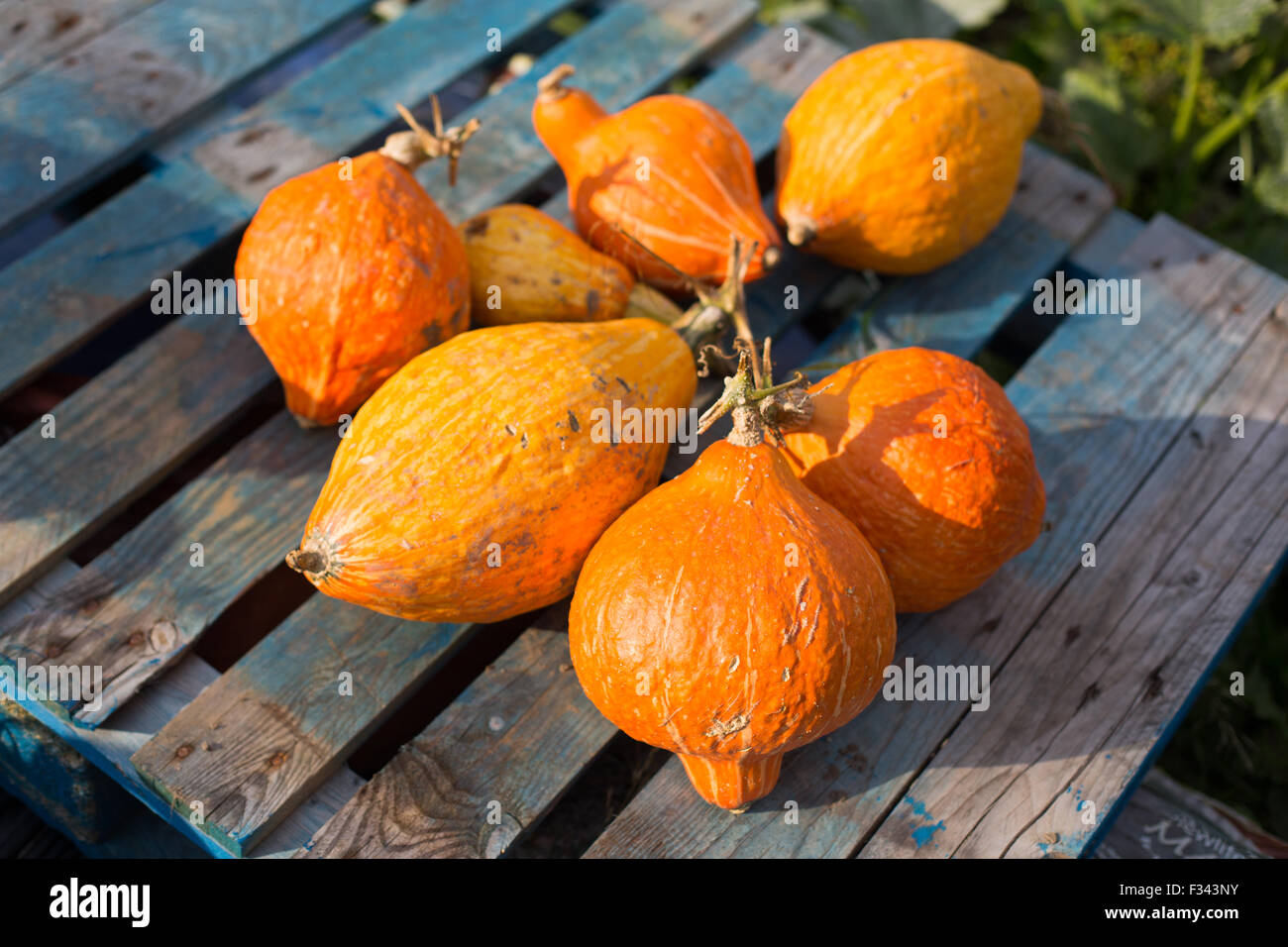 A group of freshly picked pumpkins sit in top of a pallet at an ...