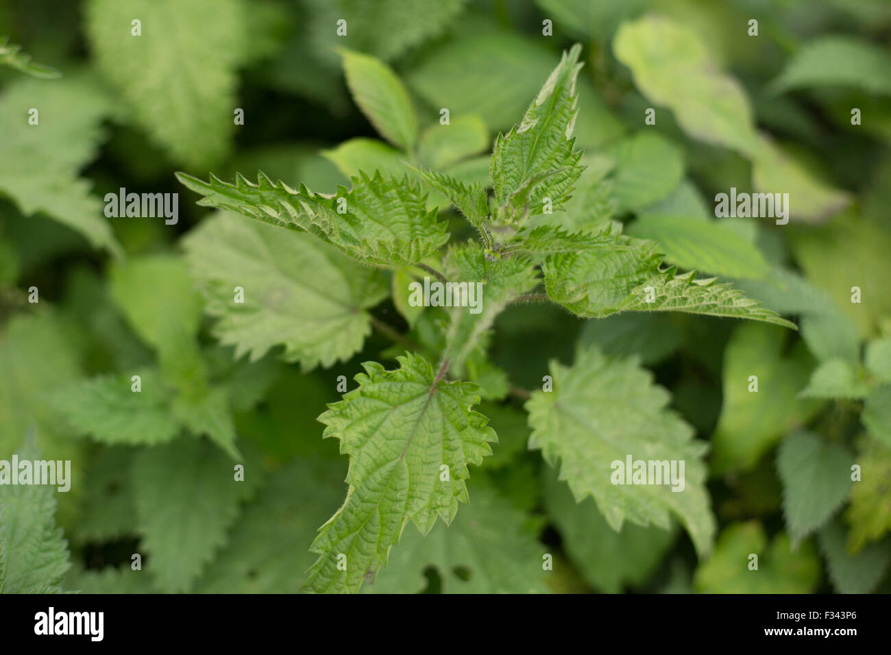 The head of a nettle plant on an allotment. Ian Hinchliffe ...