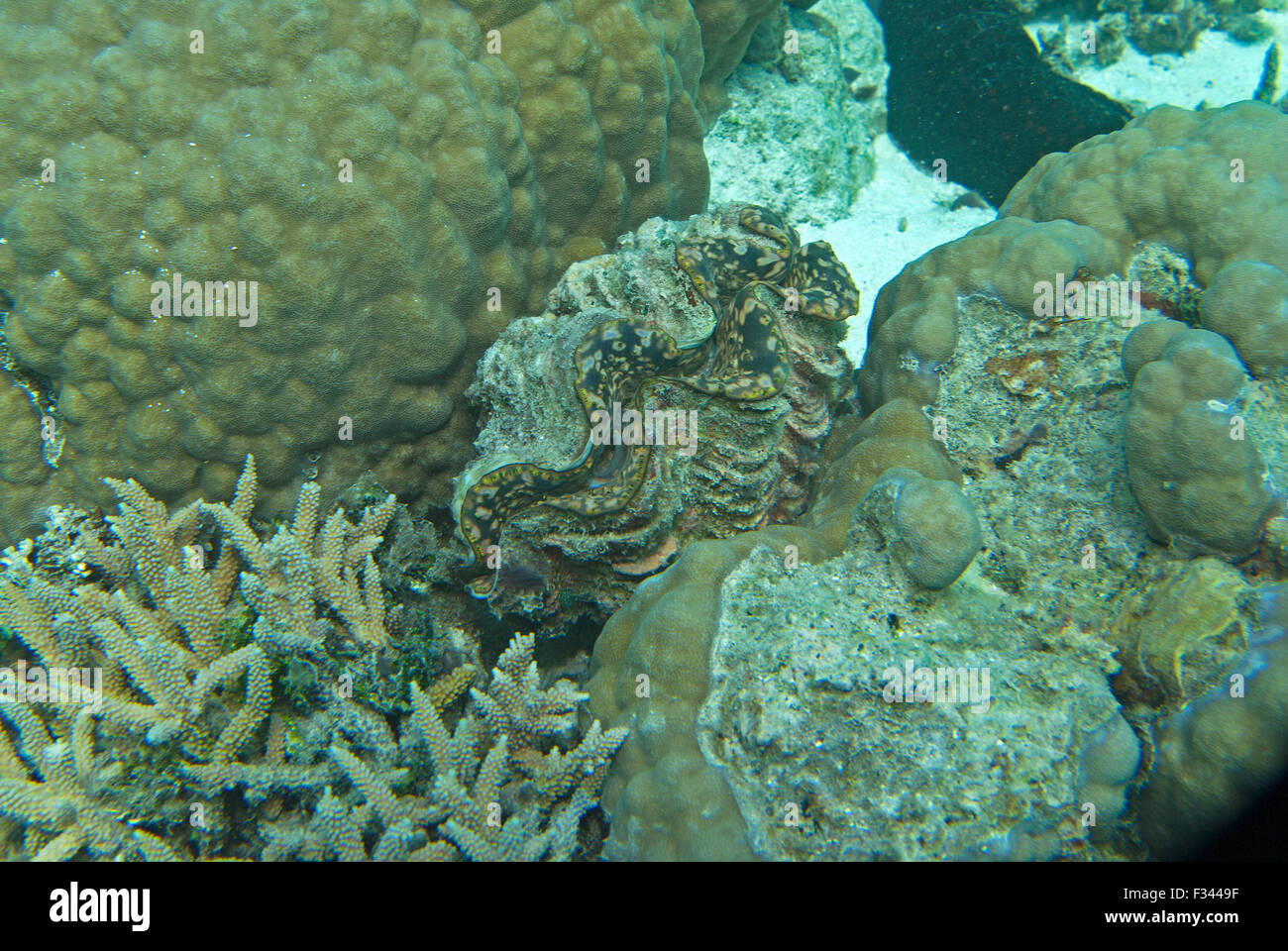 the of Giant Clam ( Tridacna maxima )was shot in Lakhadweep, India ...