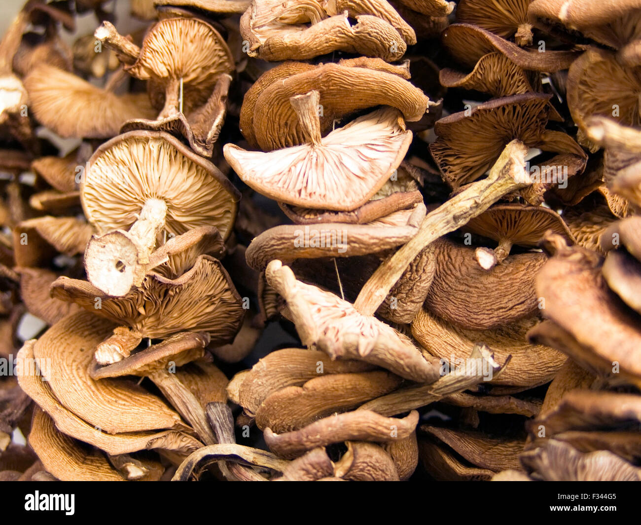 The beautiful dry honey agarics on a counter Stock Photo - Alamy