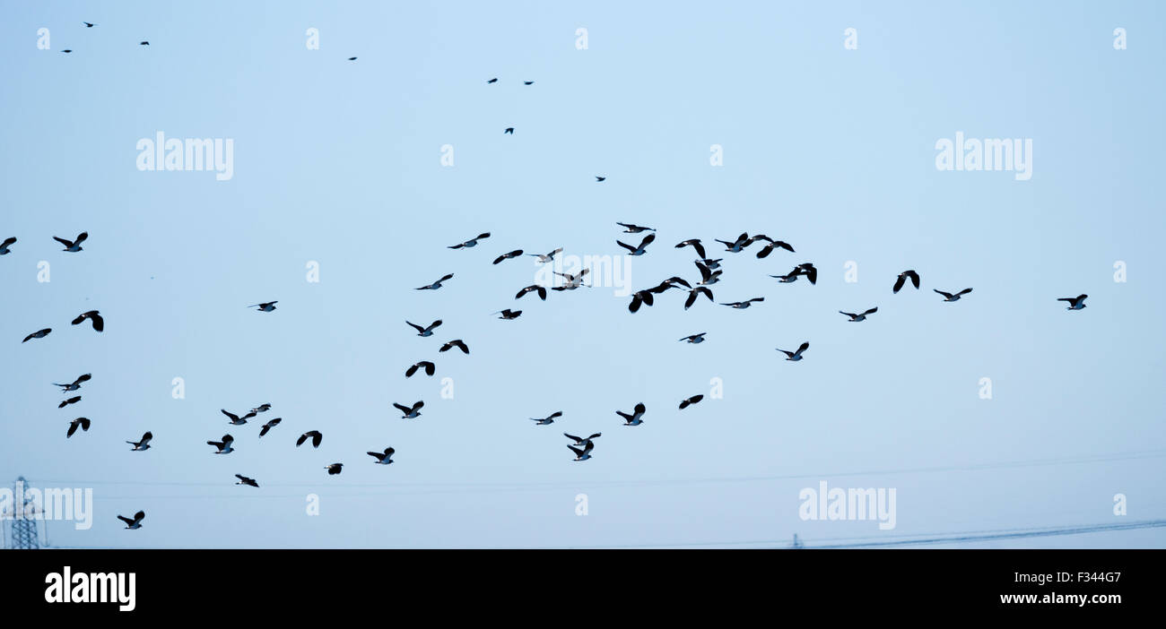 Flying Lapwings High Resolution Stock Photography and Images - Alamy
