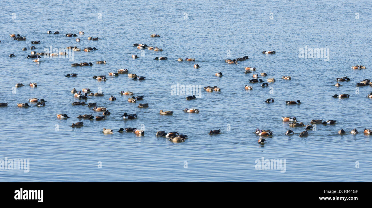 A large group of shoveler ducks living up to their name and shoveling ...
