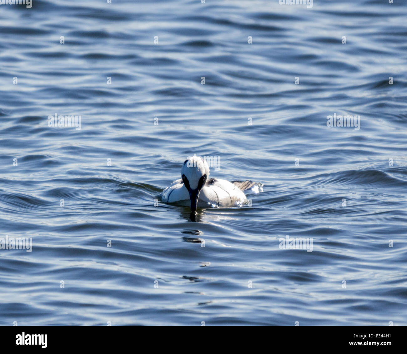 Smew swimming in water hi-res stock photography and images - Alamy