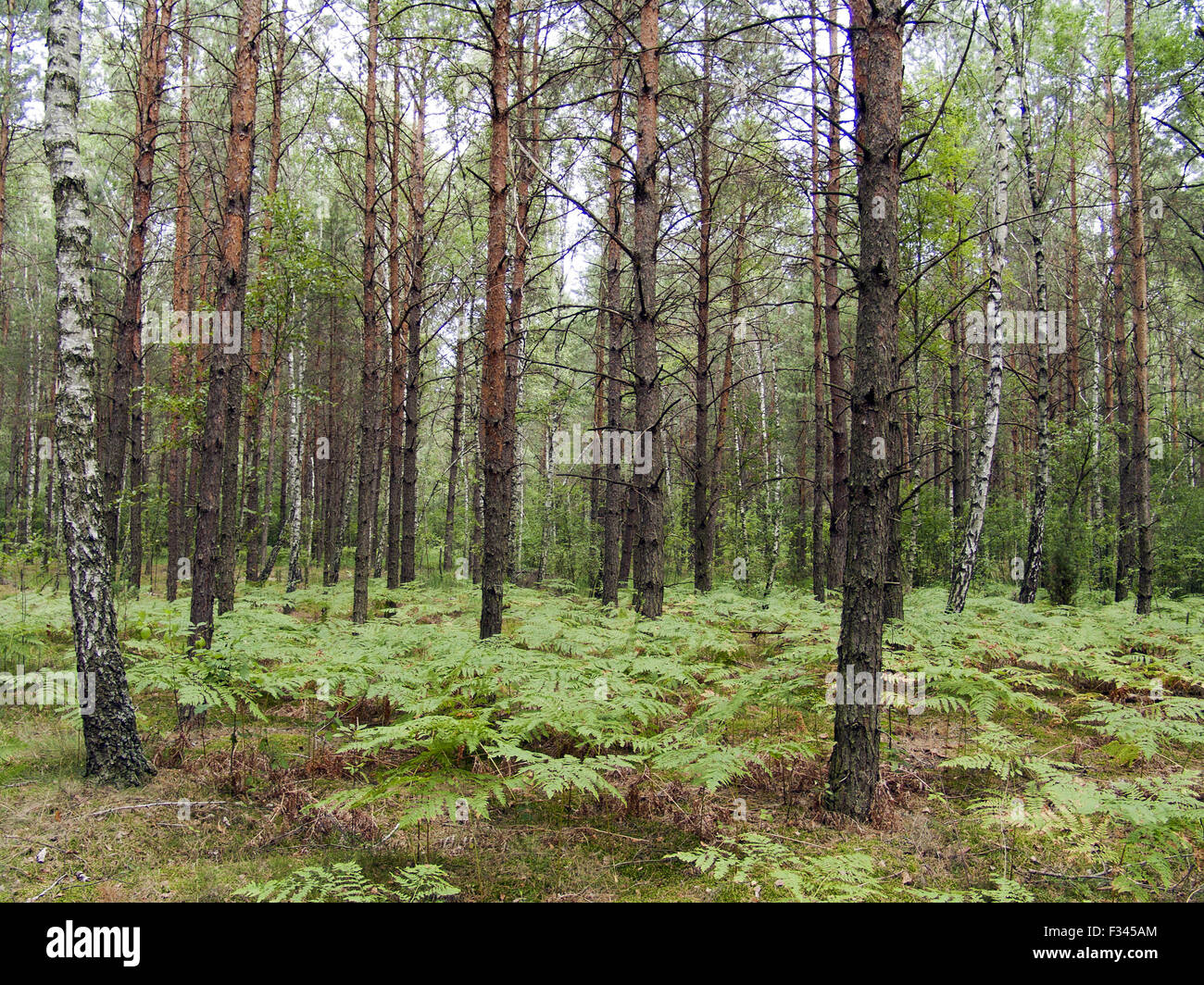 The mixed forest, birch and pine trees with fern bottom, beautiful wild ...
