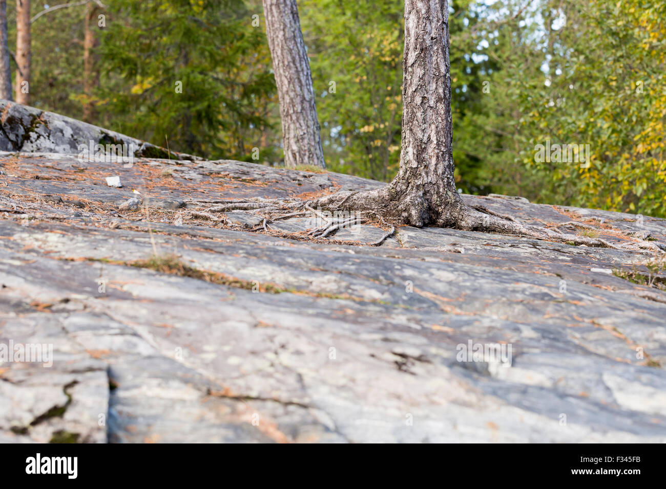 Tree Growing On Rock High Resolution Stock Photography and Images - Alamy
