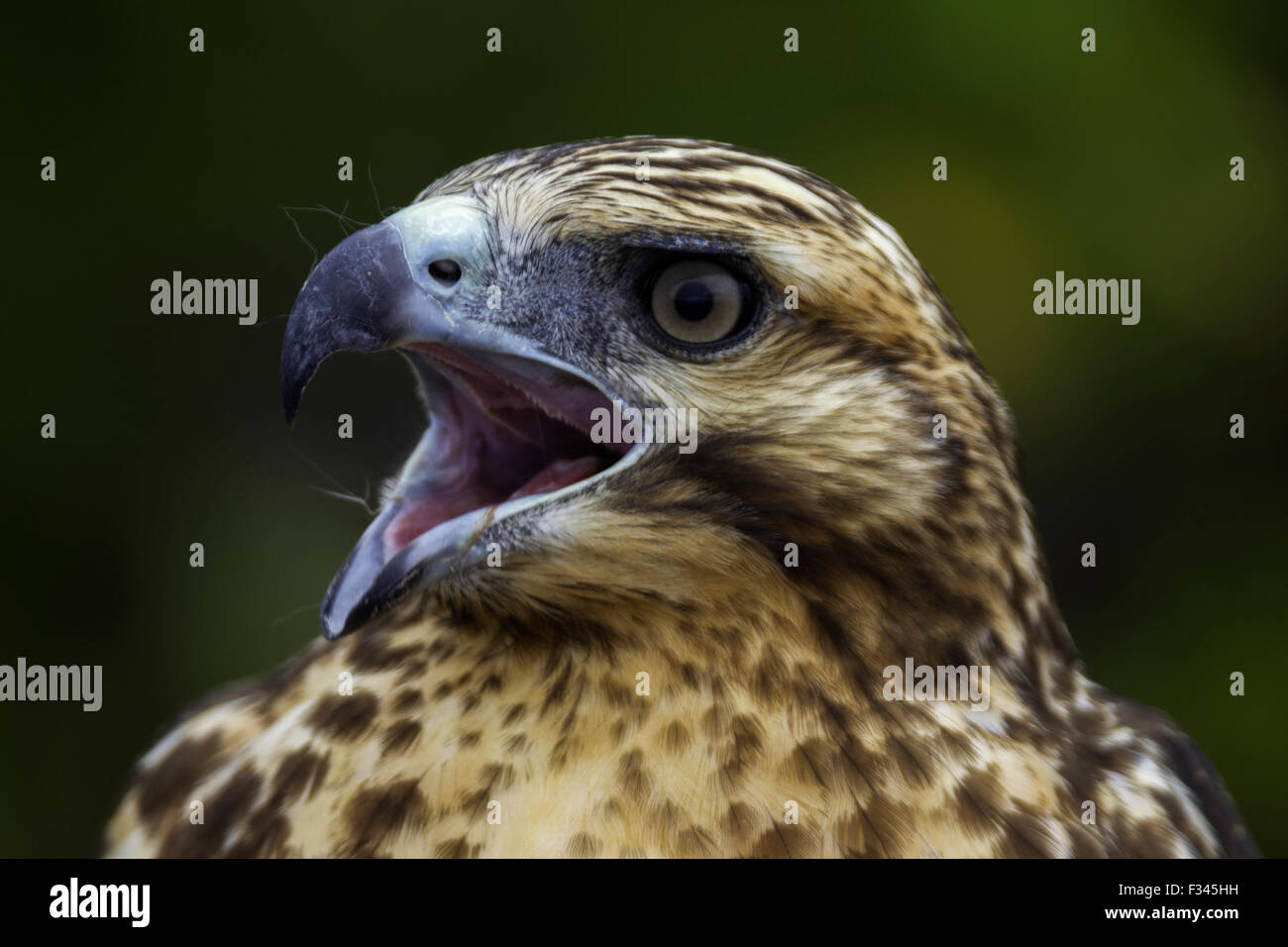 Galpagos Hawk, Santiago Island, Galapagos Islands, Ecuador Stock Photo ...