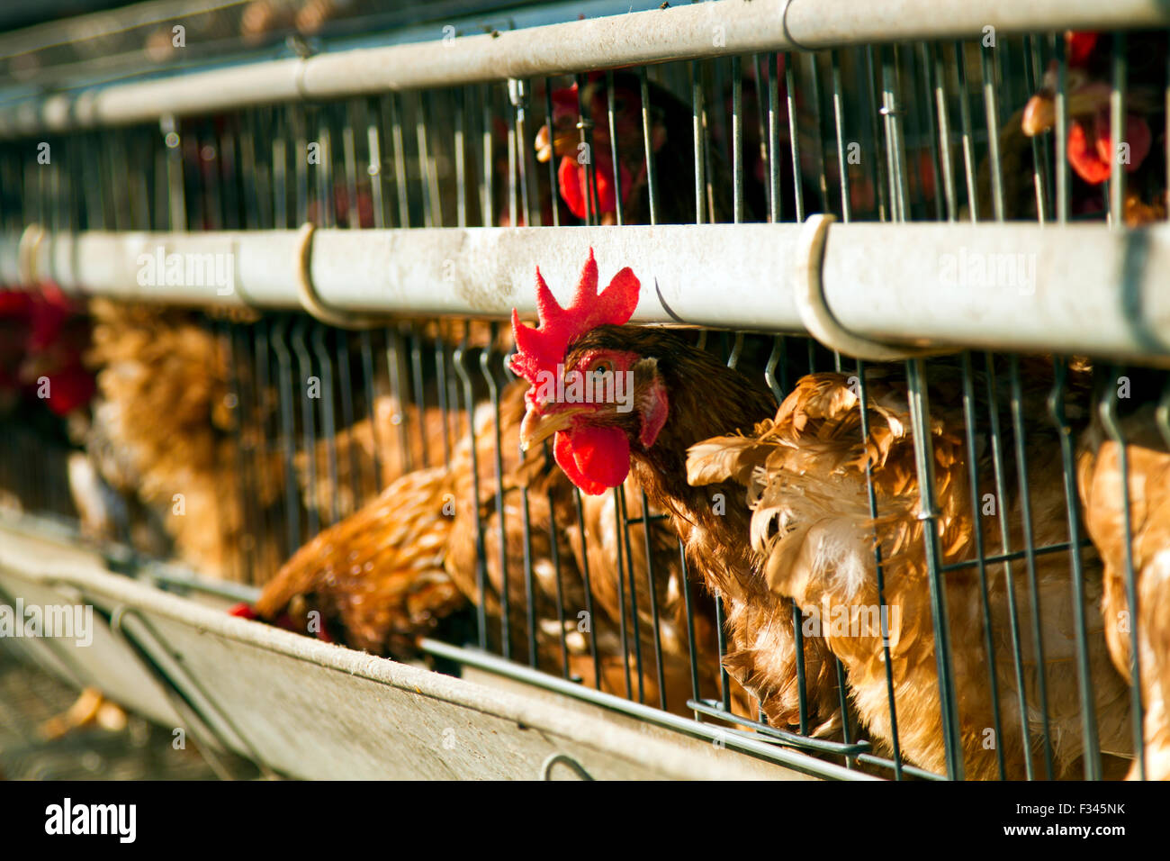 Meat sections hi-res stock photography and images - Alamy