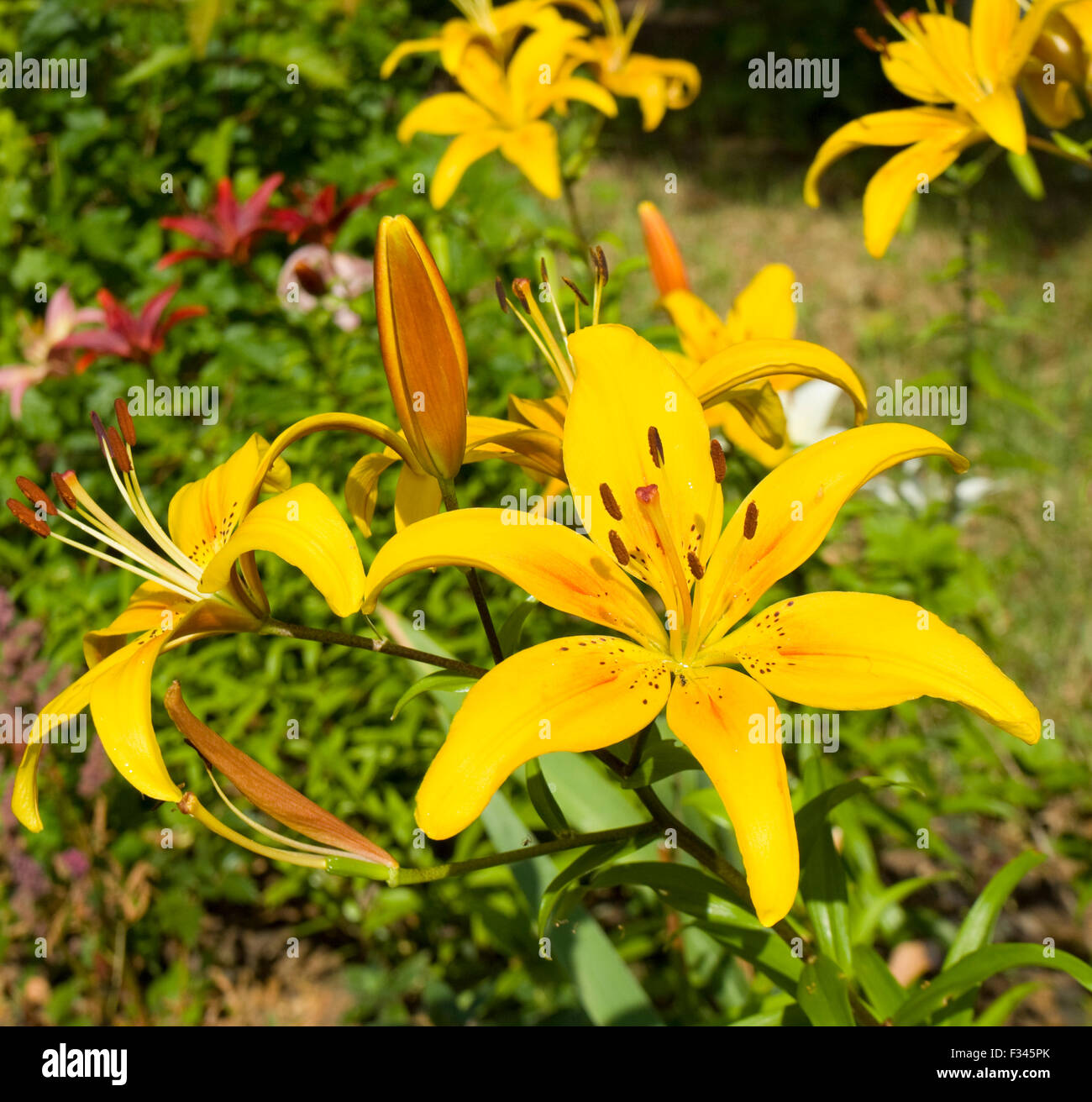 Two big yellow lilies in garden Stock Photo - Alamy