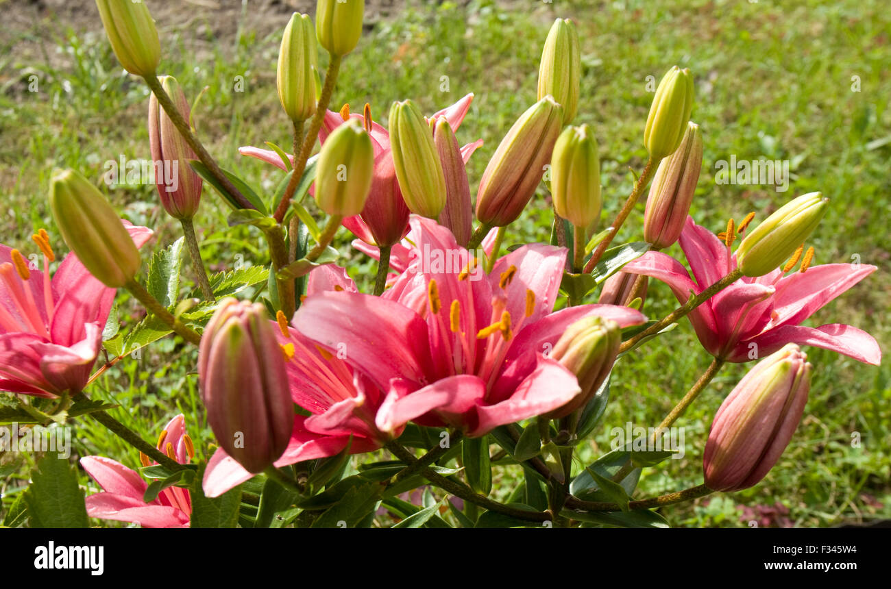 Few pink lilies on flower bed in garden Stock Photo - Alamy