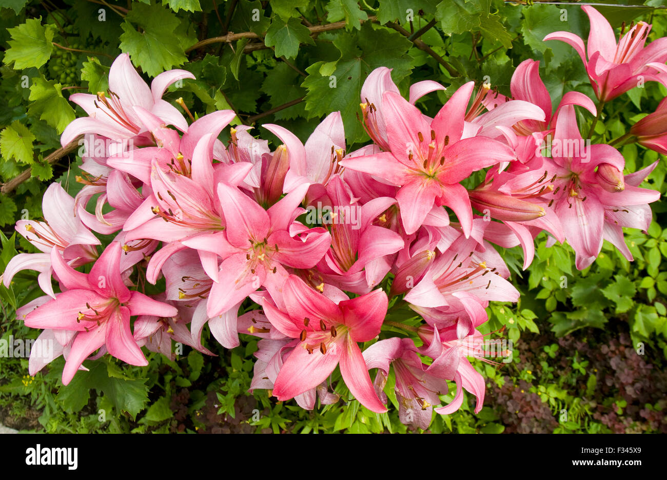 Flower-bed with many pink lilies Stock Photo - Alamy