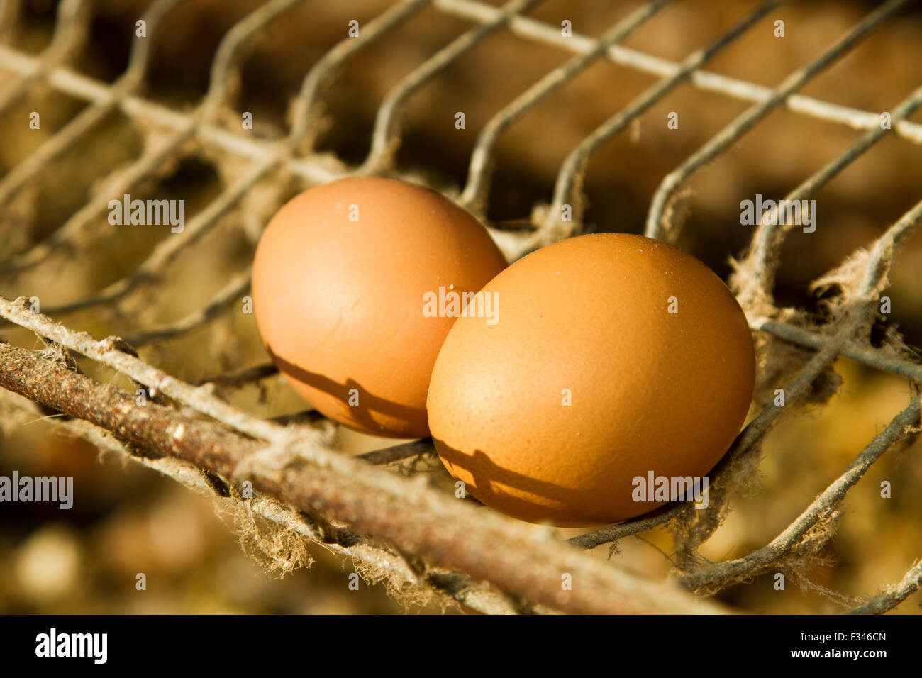 Metal Poultry Netting High Resolution Stock Photography and Images - Alamy