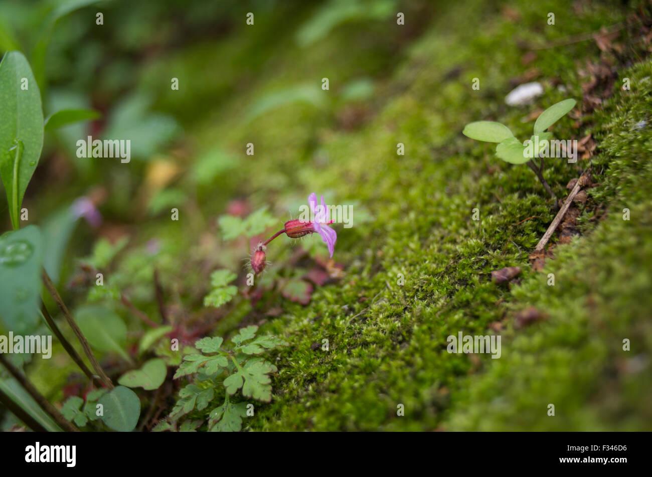 Veronica pectinata rosea hi-res stock photography and images - Alamy