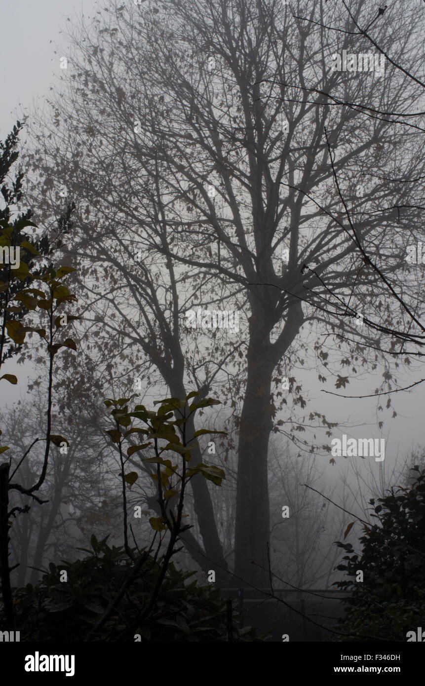 Fogging trees hi-res stock photography and images - Alamy