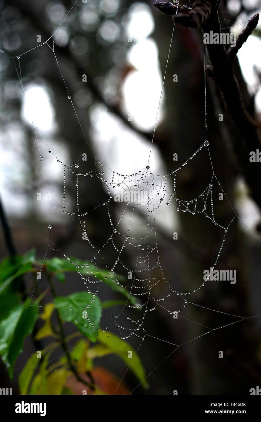 Tattered, broken spider web hanging in front of trees and green leaves ...