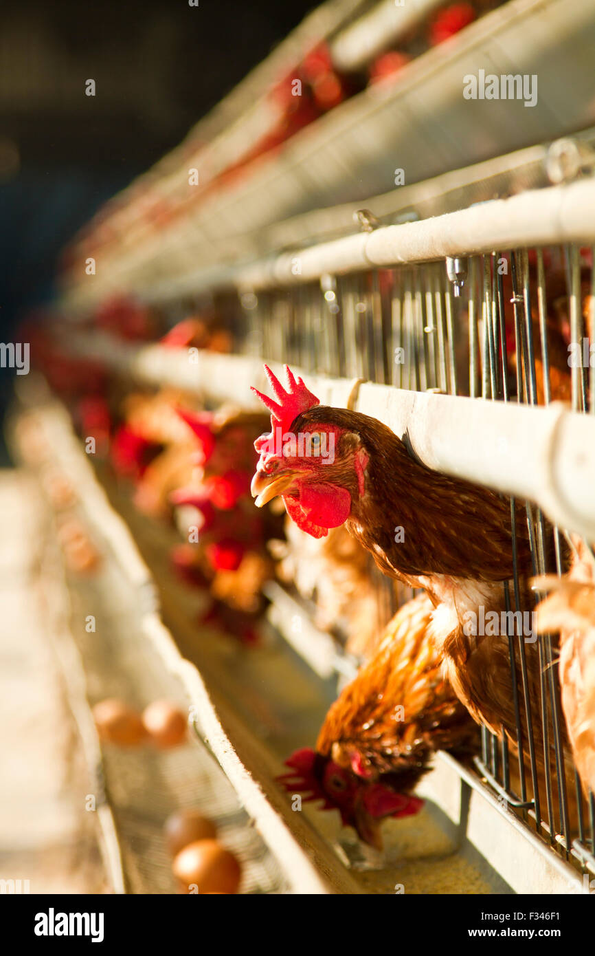 red chickens farm in cell sections Stock Photo - Alamy