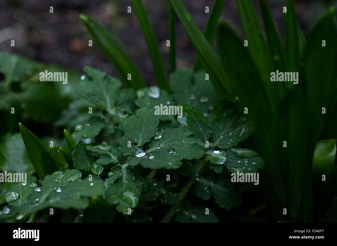 Dew drops on the leafy garden floor Stock Photo - Alamy